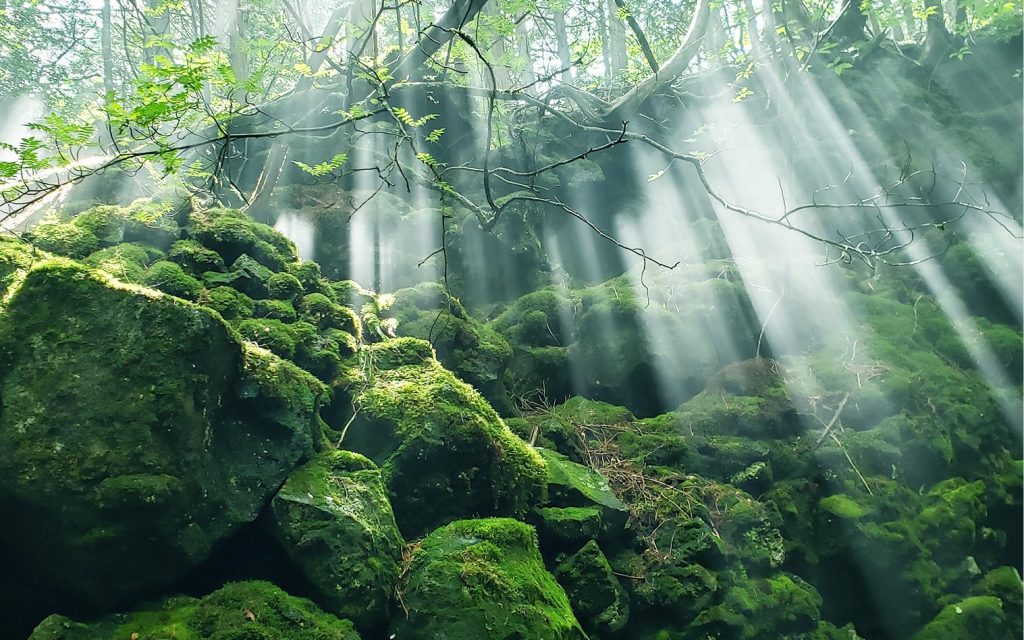 4 Things to do Near Mt. Fuji and Fuji Five Lakes in the Winter [Updated Dec. 2023] - EAVES JAPAN ...